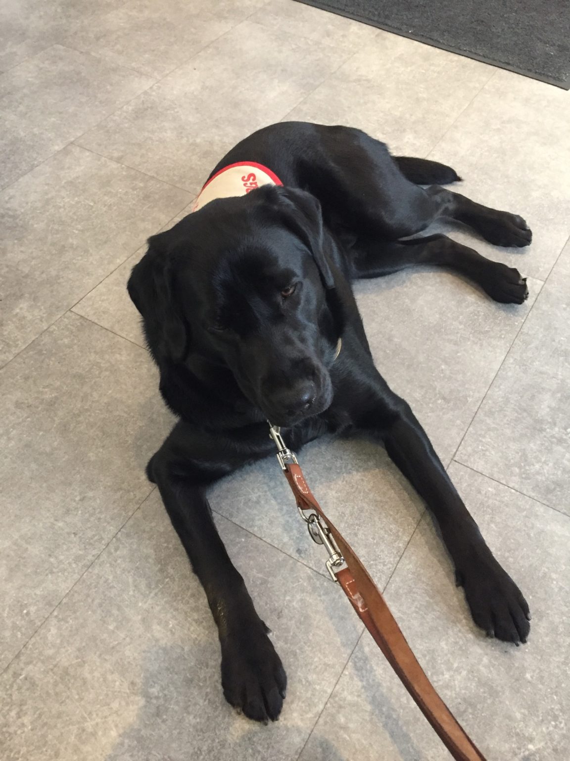 Puppy Walking for the Canadian Guide Dogs for the Blind - Hunt Club ...